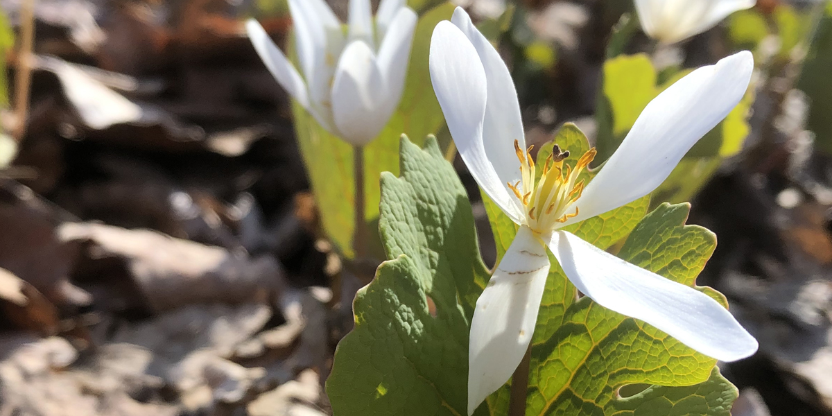Notes From the Field: Early Signs of Spring - New England Forestry ...
