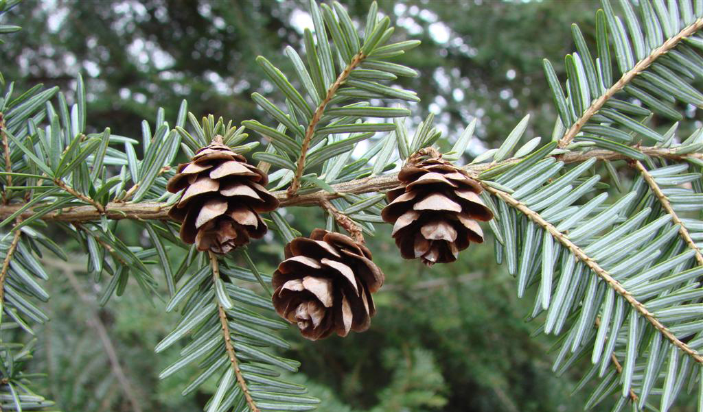 Meet the Eastern Hemlock - New England Forestry Foundation New England ...