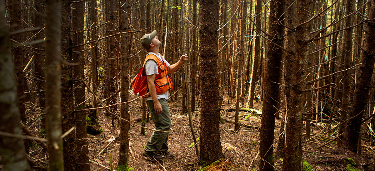 Forest-to-Cities Climate Challenge Archives - New England Forestry Foundation New England ...