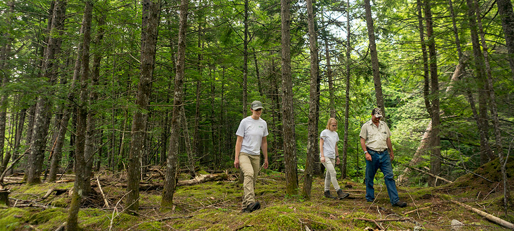 75th Anniversary Archives - New England Forestry Foundation New England Forestry Foundation