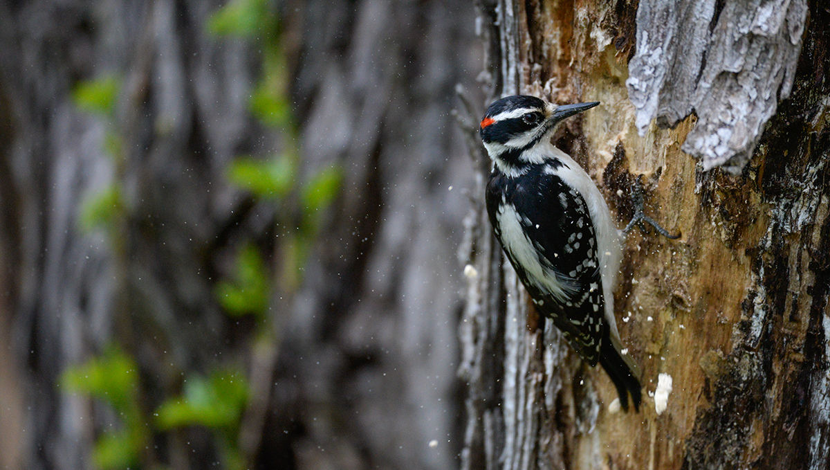 Meet the White Ash - New England Forestry Foundation New England ...