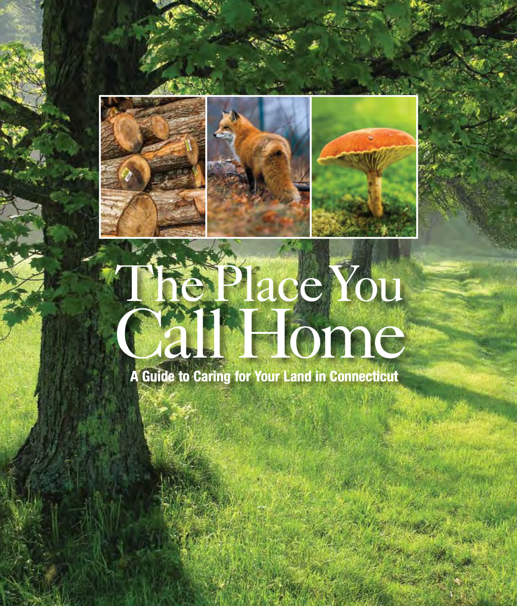 Resources for Woodland Owners Archives - New England Forestry ...