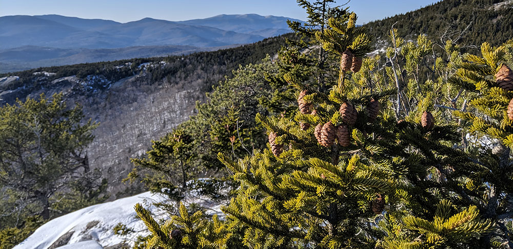 Tree Species Profiles Archives - New England Forestry Foundation New ...