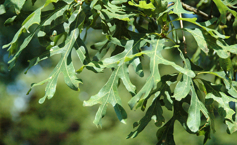Meet the White Oak - New England Forestry Foundation New England ...
