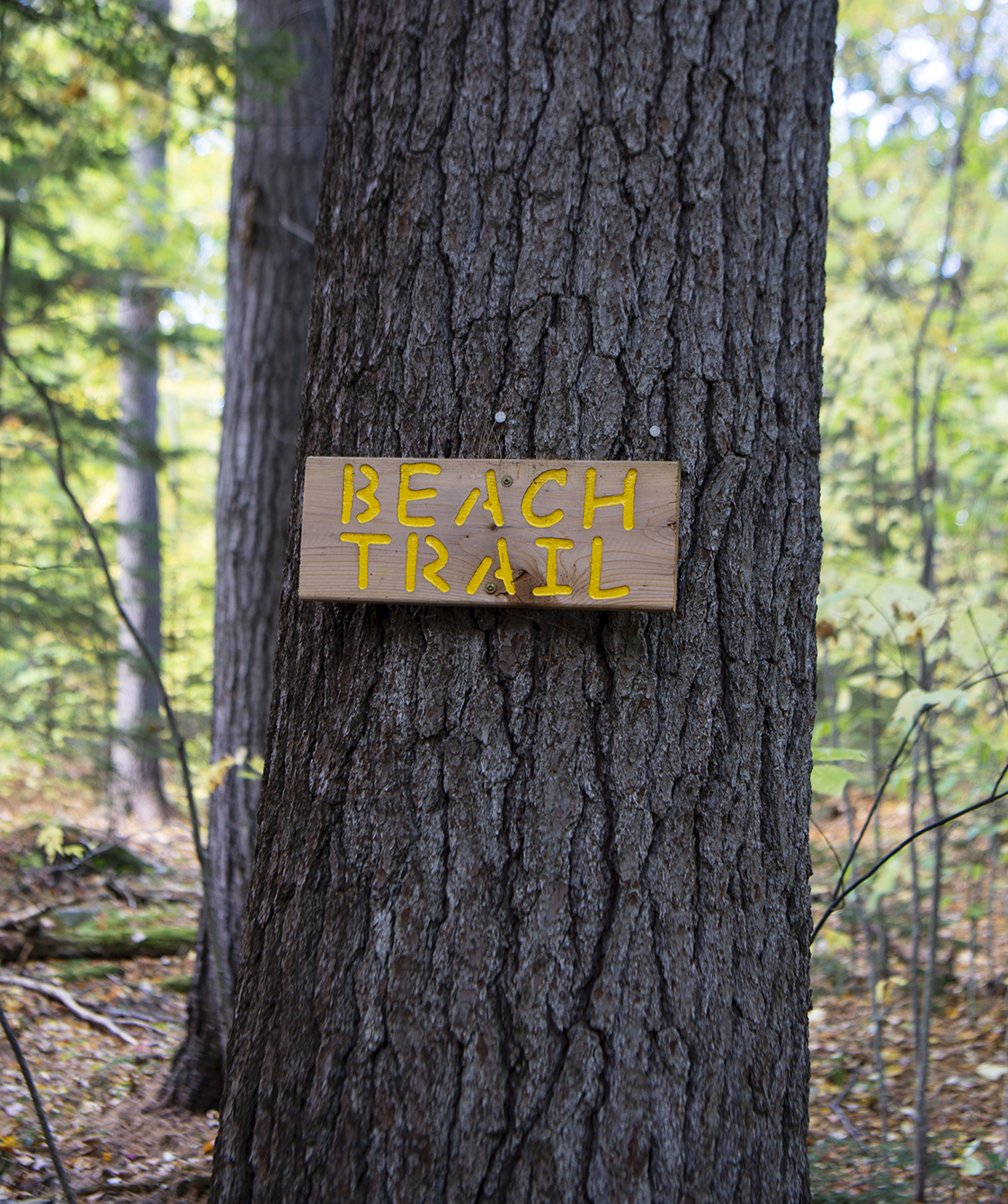 Chamberlain Reynolds Memorial Forest - New England Forestry Foundation ...