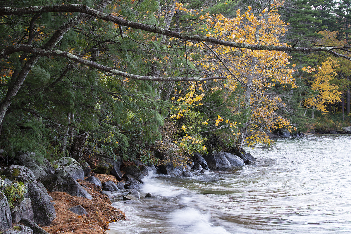 Chamberlain Reynolds Memorial Forest - New England Forestry Foundation ...