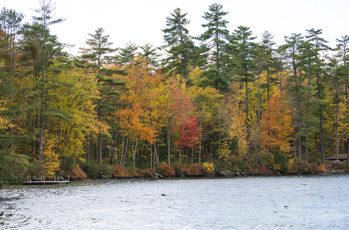 Chamberlain Reynolds Memorial Forest - New England Forestry Foundation ...