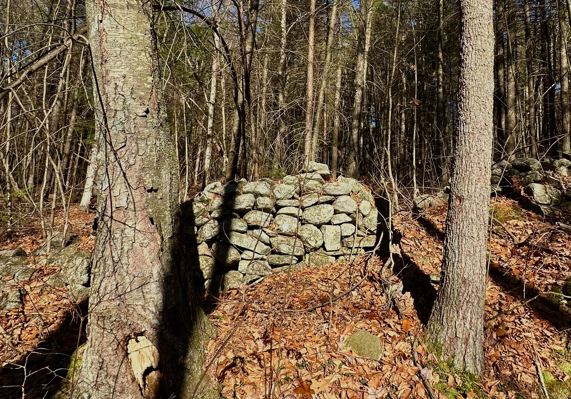 David M. Smith Forest - New England Forestry Foundation New England ...