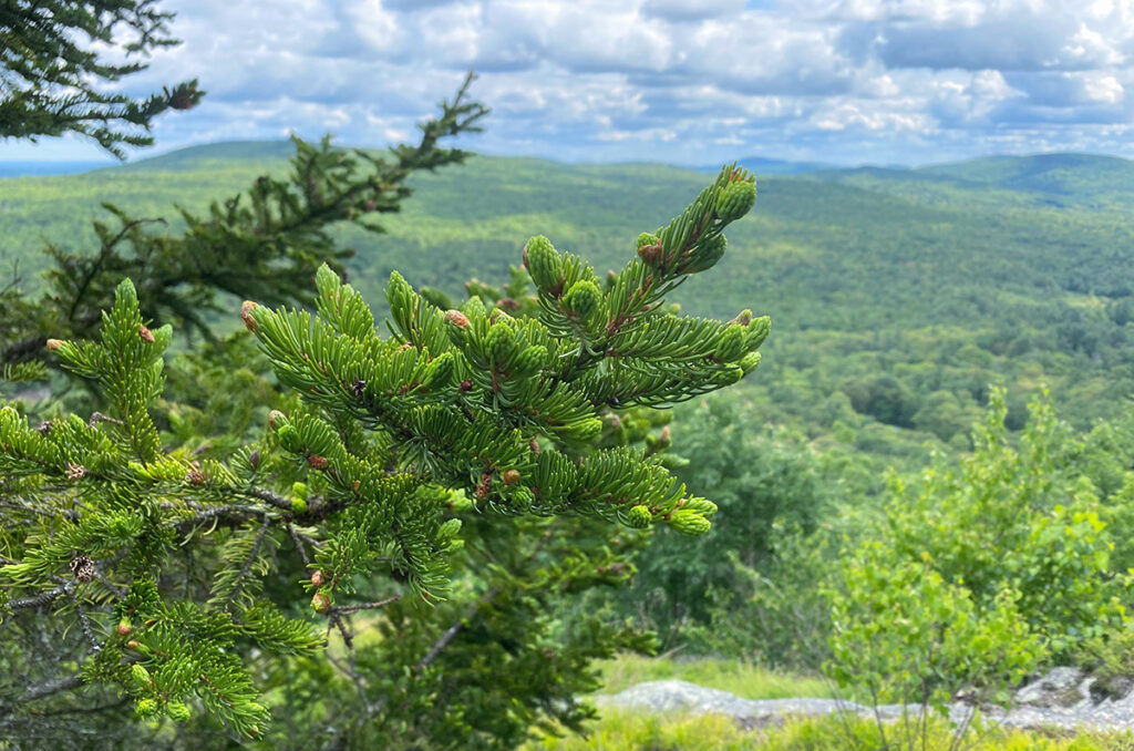 NEFF, Dirigible Brewing Team Up on Locally-Sourced Spruce Tip Pale Ale ...