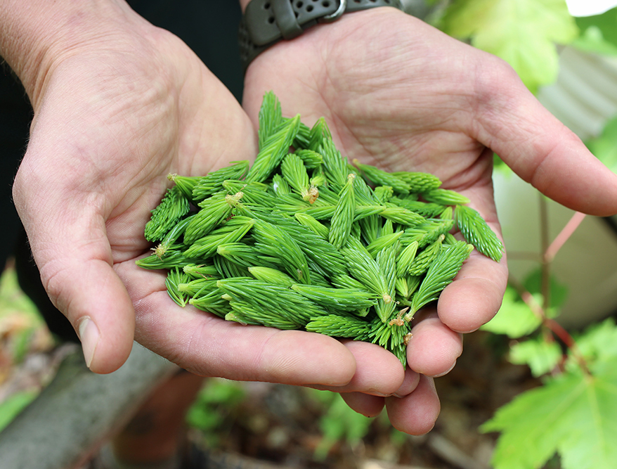 NEFF, Dirigible Brewing Team Up on Locally-Sourced Spruce Tip Pale Ale ...