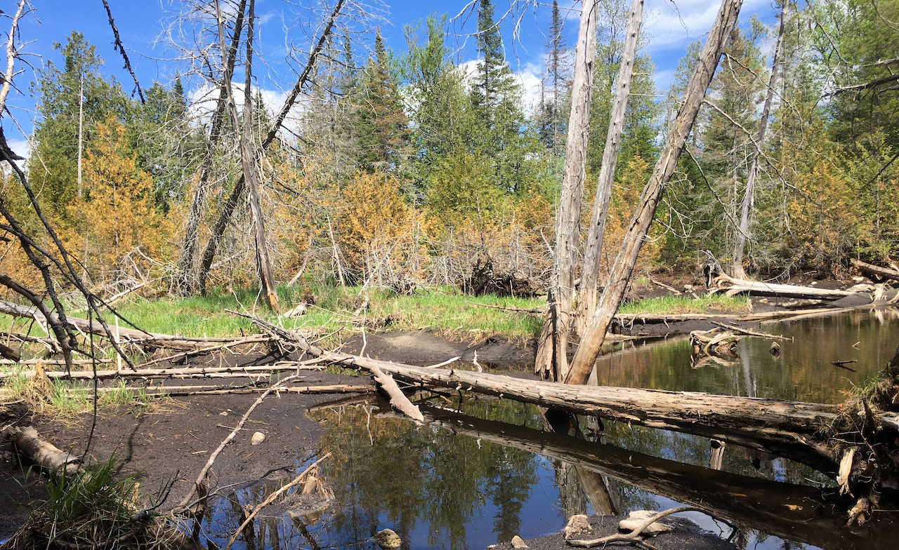 Vermont Conservation Is Having a Banner Year - New England Forestry ...
