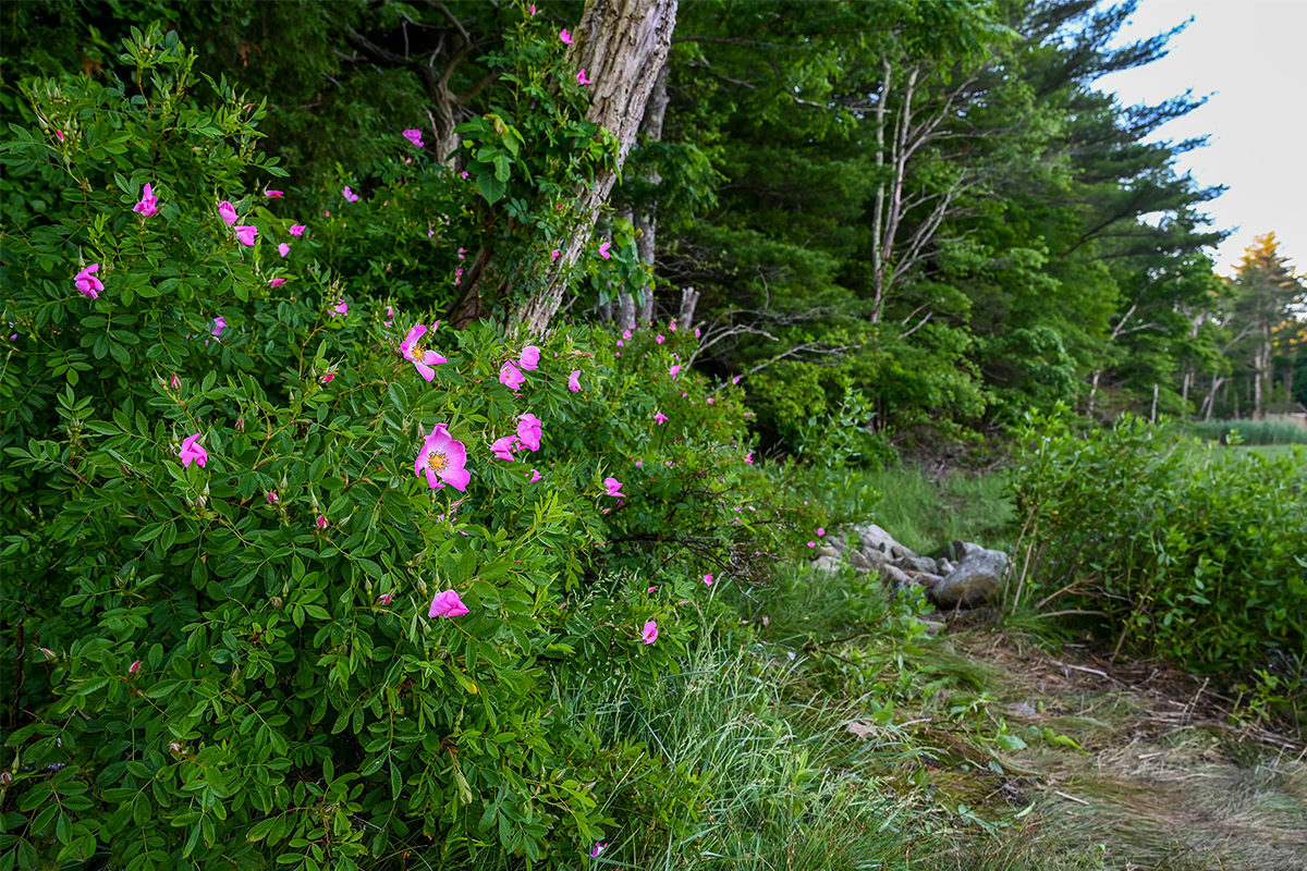 Nelson Memorial Forest - New England Forestry Foundation New England ...