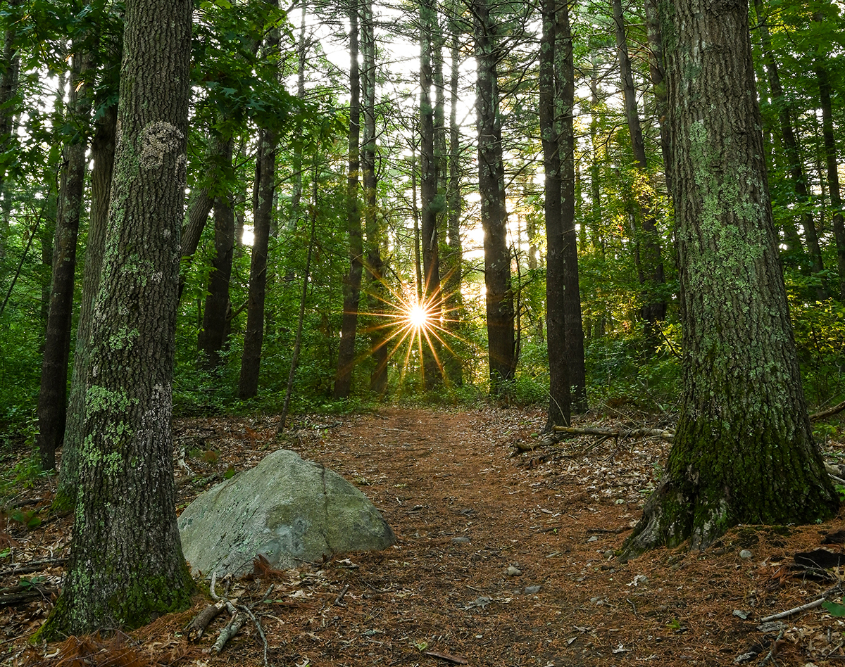 Nelson Memorial Forest - New England Forestry Foundation New England ...